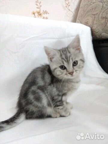 Котенок