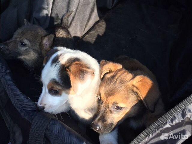 Щенки для охраны и для души