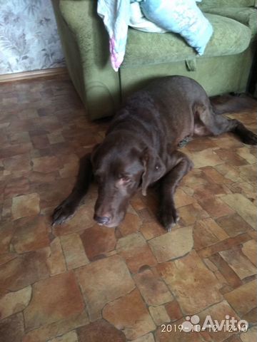 Отдам бигля и лабрадора