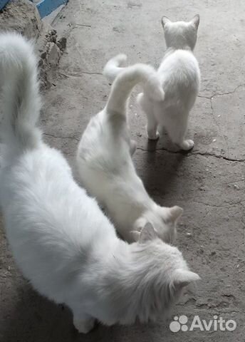 Белоснежные котята