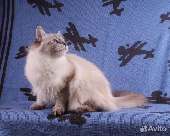 Котята от чемпиона мира