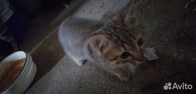 Котята