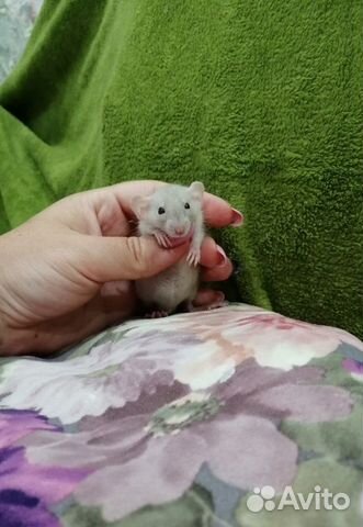 Крыска Дамбо