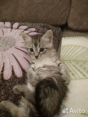 Котенок с рекламы wiskas :)