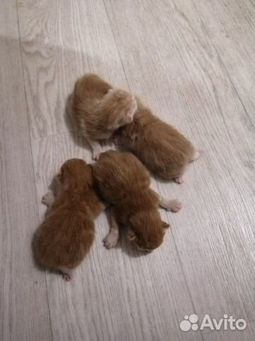 Котятки Курильского бобтейла