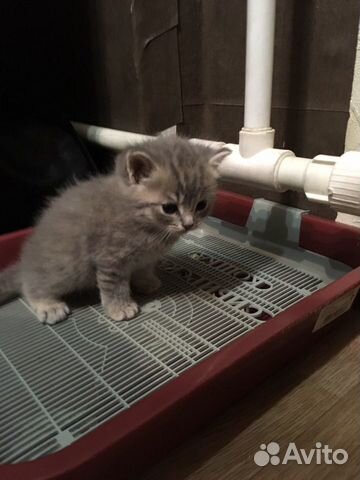 Котята