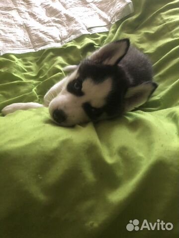 Щенок хаски