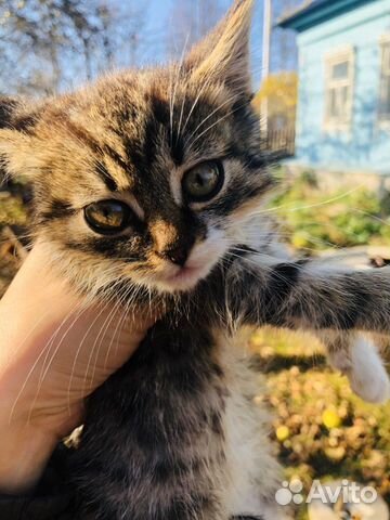 Котёнок ищет дом