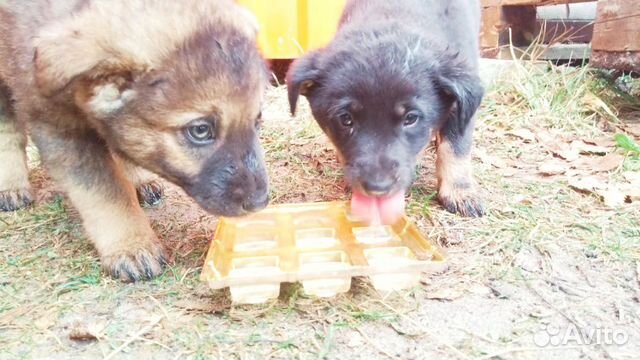Отдам щенков