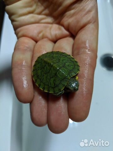 Красноухая черепаха