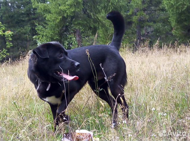 Помесь лабрадора