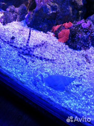 Офиура зебра