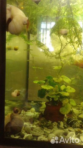 Улитки Ампулярии