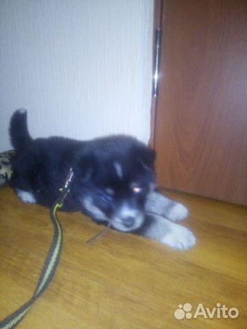 Кутёнок