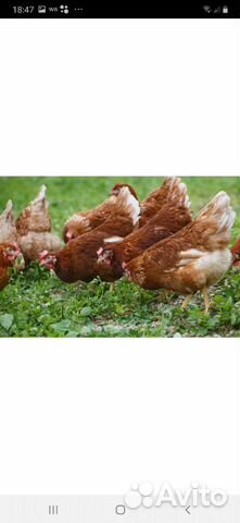 Куры несушки