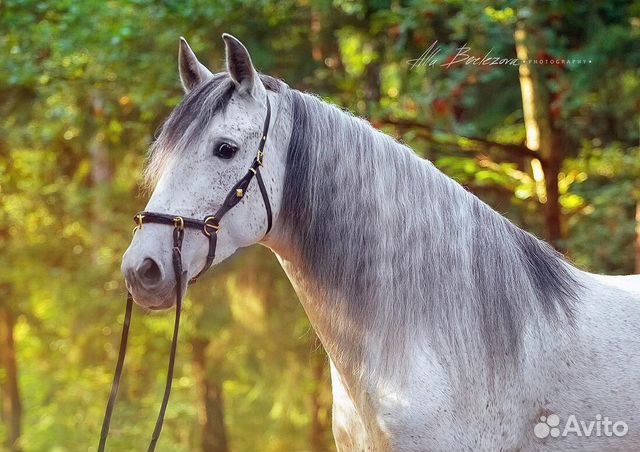 Лошадь в аренду