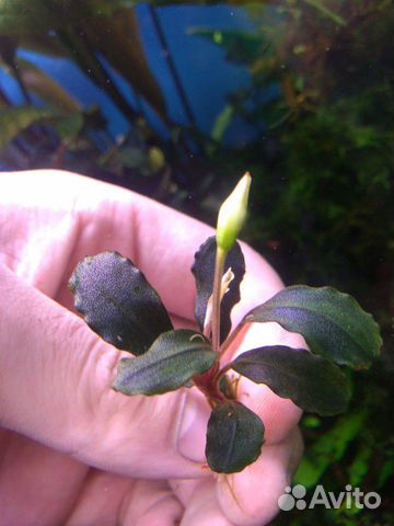 Продам набор буцефаландр