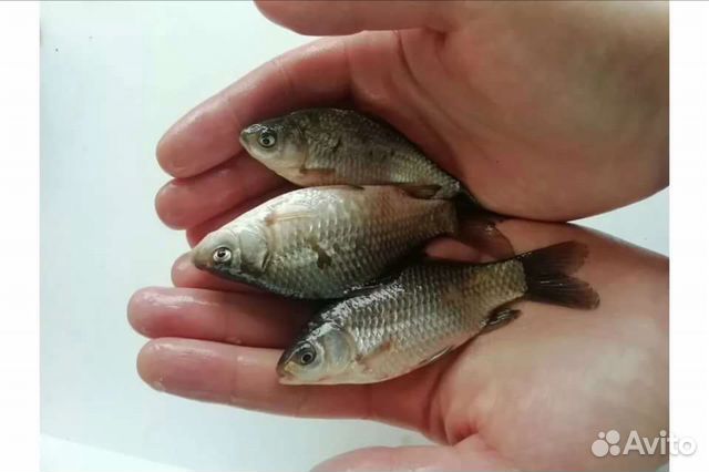 Продам живца(карась)