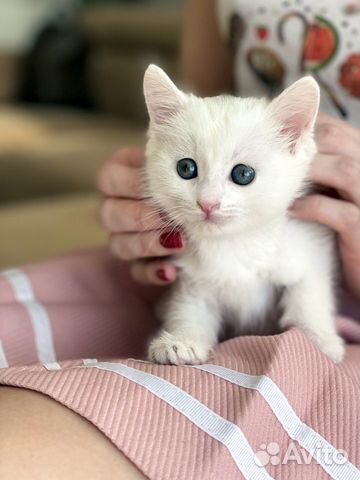 Нежная ласкуша 1 мес, белая