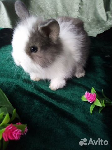 Специализированный питомник мини кроликов «Лапик»