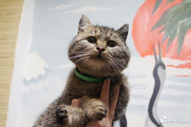 Мордастый котик Захар