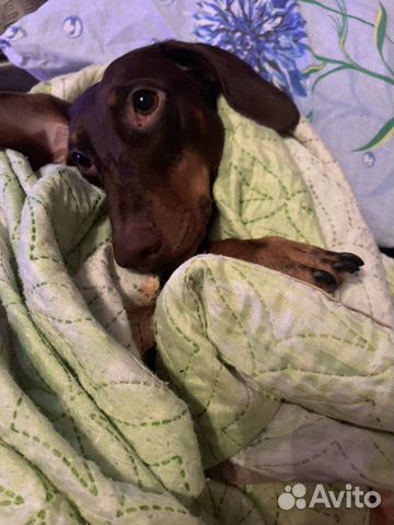 Вязка. Такса