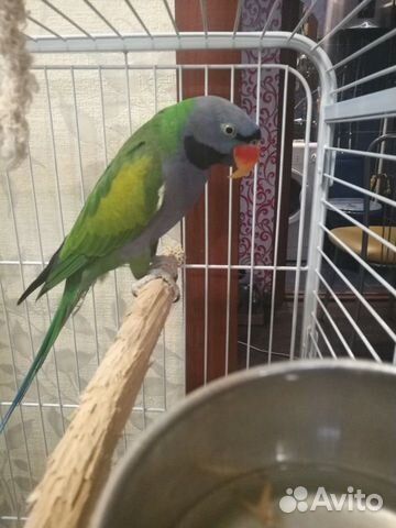 Китайский кольчатый попугай Дерби