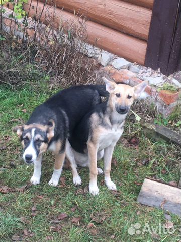 Барни и Бим-Бим в добрые руки (вместе или по отдел