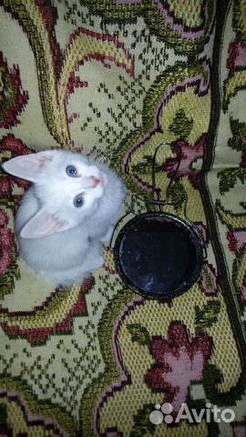 Котёнок, мальчик, синеглазик (котик, кошки)