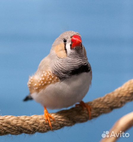 Зебровая амадина. Самец