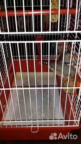 Амадины зебровые