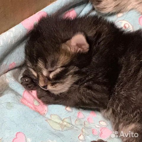 Отдаём в добрые руки самых классных котят