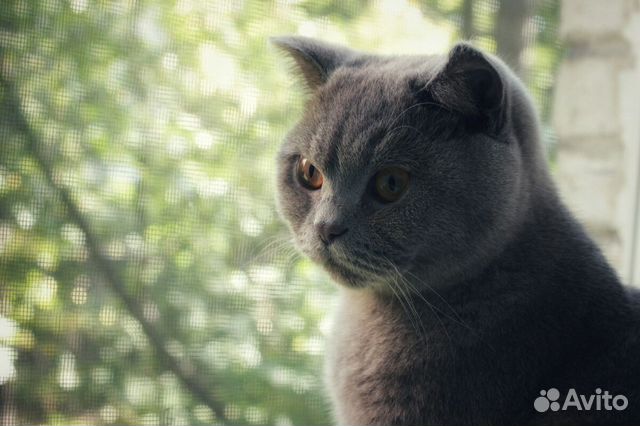 Ищем британского котика для вязки