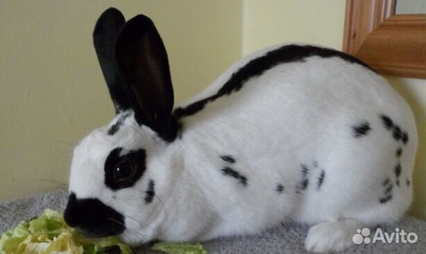 Кролики «Бабочка»