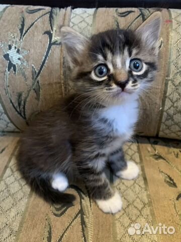 Невероятно умные и добрые котята