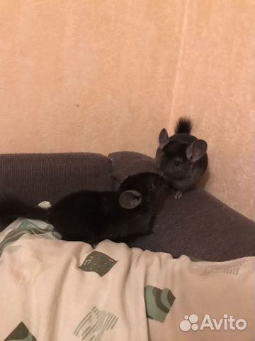 Две шиншиллы, девочки