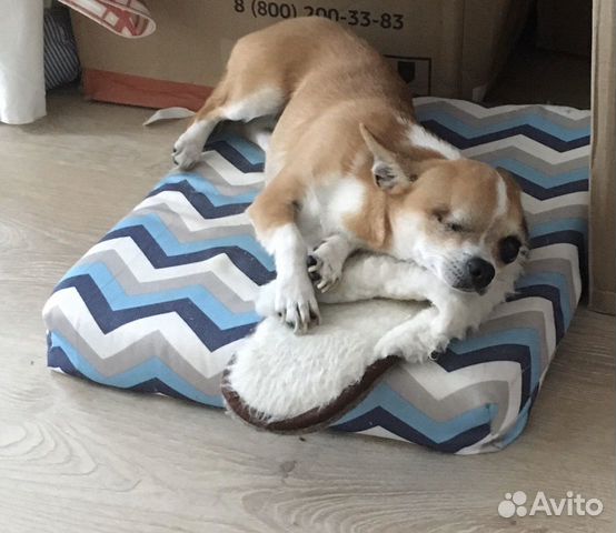 Чихуахуа ищет Новый дом