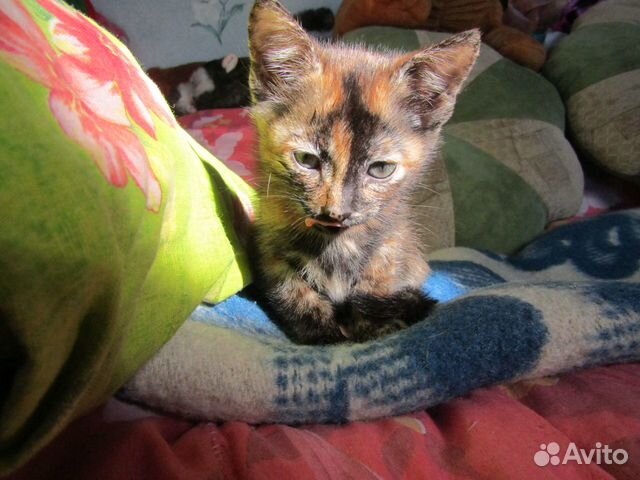 Кошечка в добрую семью