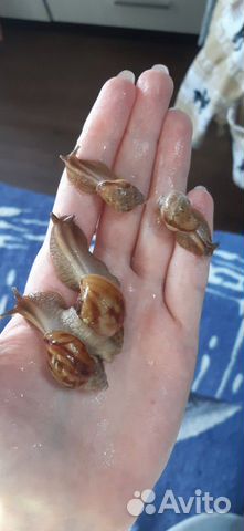 Отдам ахатин, две большие, две маленькие