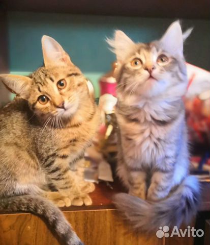 Котята