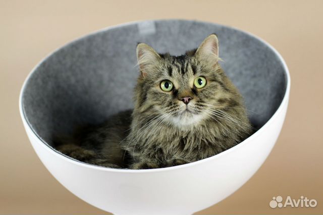 Кошка Бася ищет дом