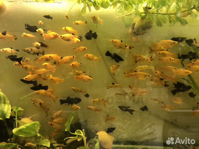 Моллинезии черная лира, пецилии