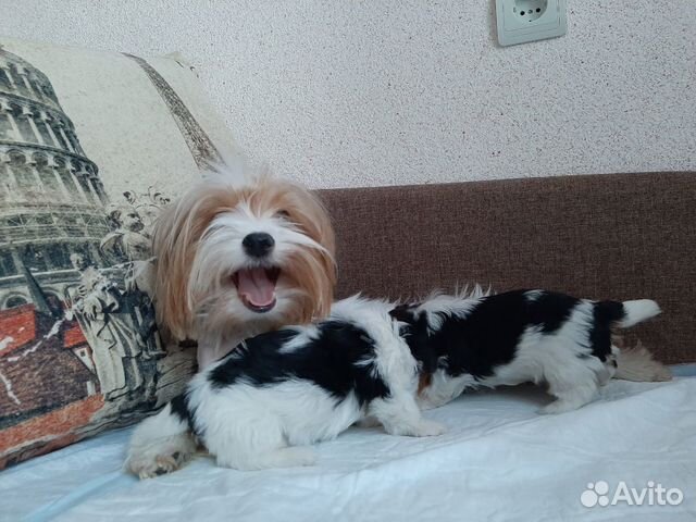 Бивер йорк шеночки