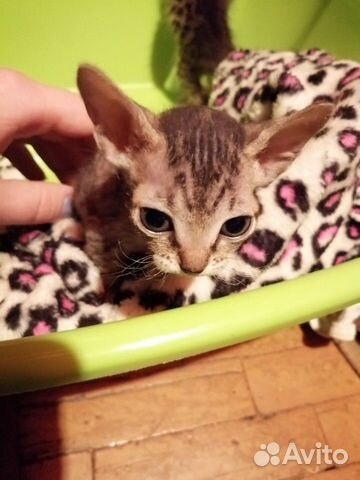 Котёнок сибирского сфинкса