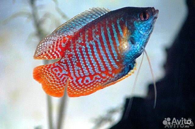 Лялиус коралловый