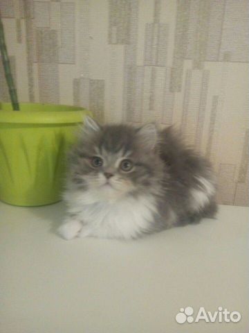 Шотландский котенок