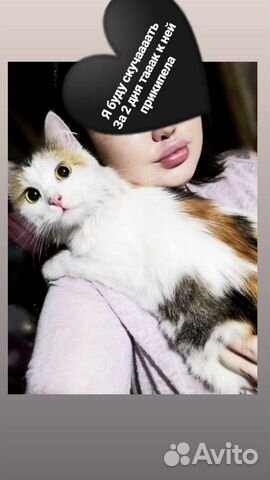 Кошка, с купированным хвостом