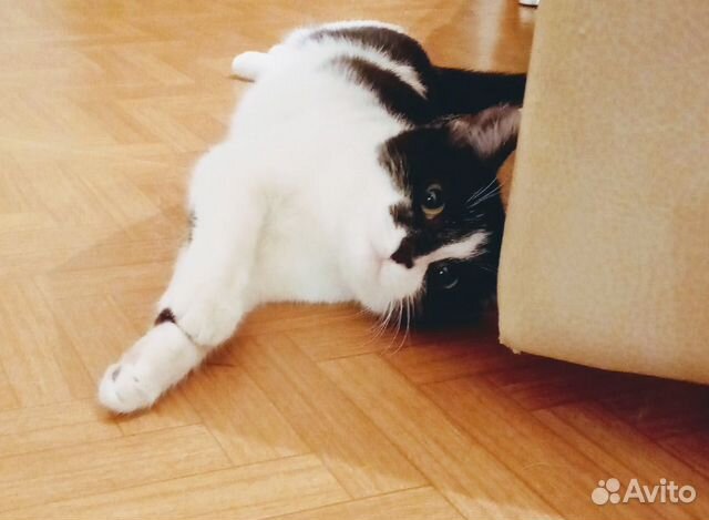 Котодевочка ищет дом