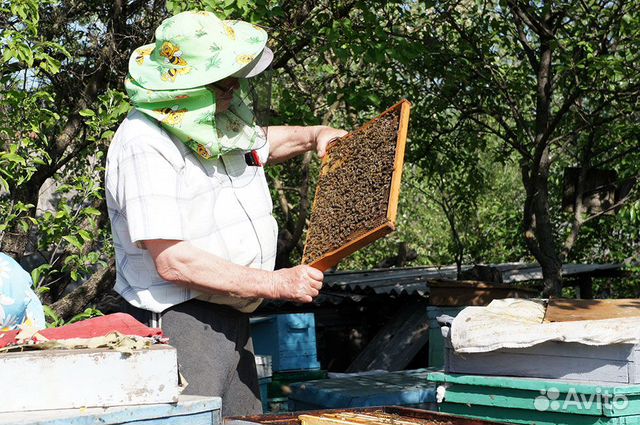 Пчелопакеты