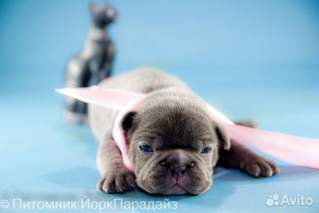Шикарный голубой мальчик французского бульдога